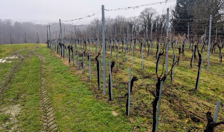 Rezidba vinove loze i prve zaštite – temelj uspješne vegetacijske ...